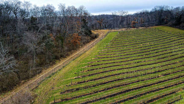 New farmers rows planted in black material alongside wild trees and ...