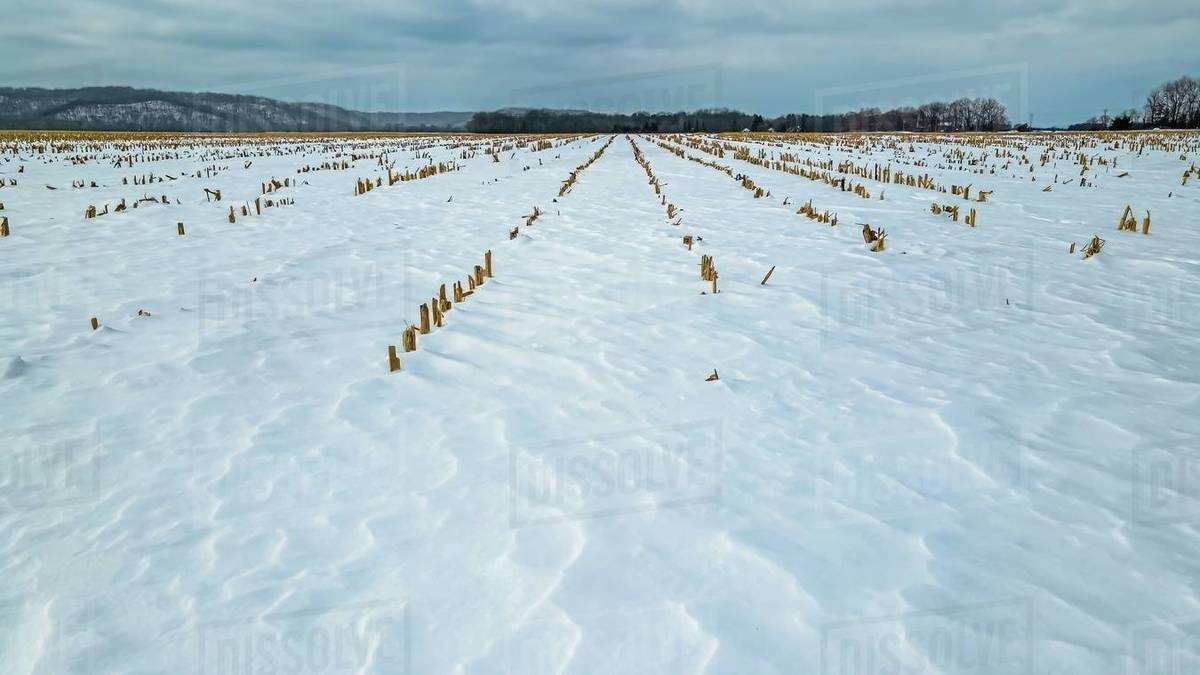 Deep snow covers the farm fields with old crops coming up through the ...