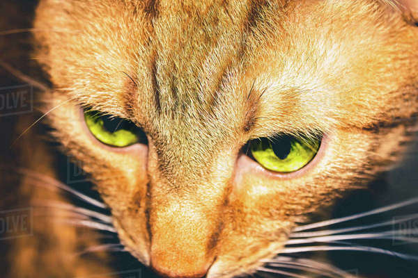 A cat stares with deep thought. - Royalty-free Stock Photo | Dissolve