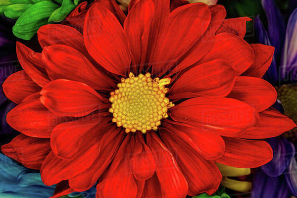A red neon colored daisy during easter season looking upwards with a ...