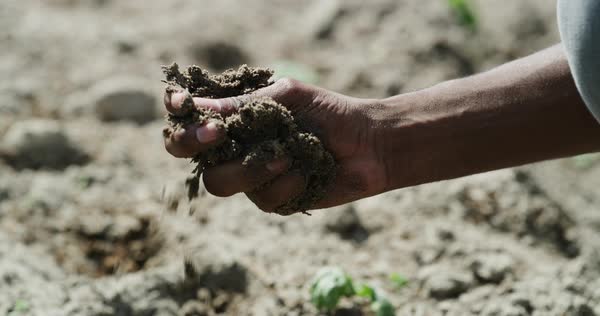 Farm, earth and hands of farmer in soil to check nutrients, fertile ...