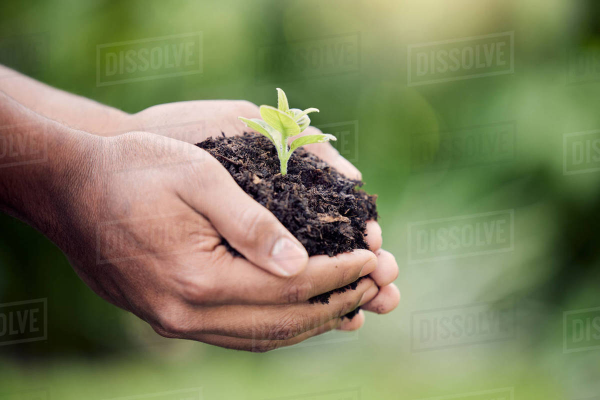 Hands, plant and growth in soil for earth, environment or closeup on ...