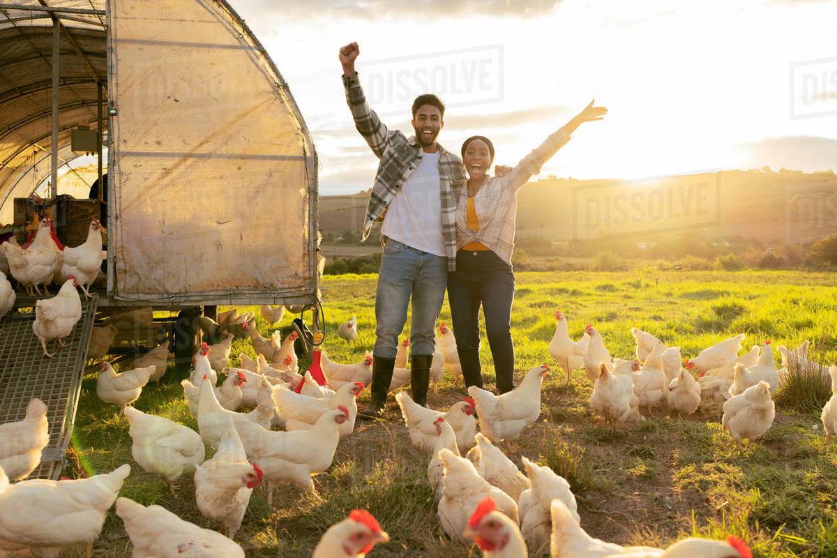 Excited, success and couple on a farm with chicken for sustainability ...