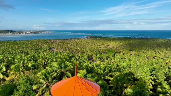 Coconut trees plantation near Gunga Beach at Maceio Alagoas Brazil ...
