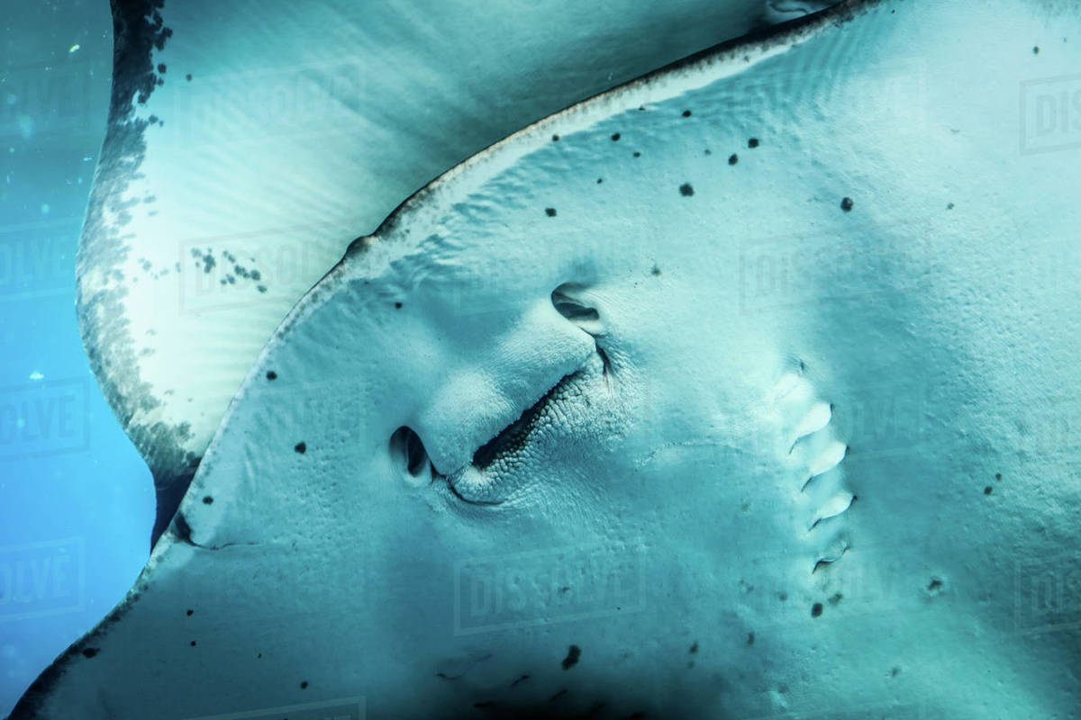 Big Closeup Smiling Stingray in the Blue water, Durban, South Africa ...