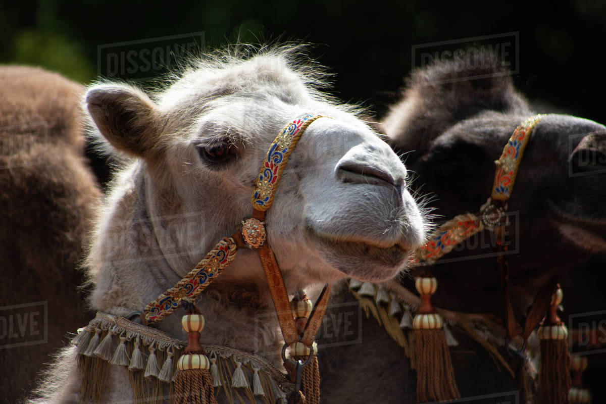 The muzzle of a Bactrian camel with a harness on. The face of a camel ...