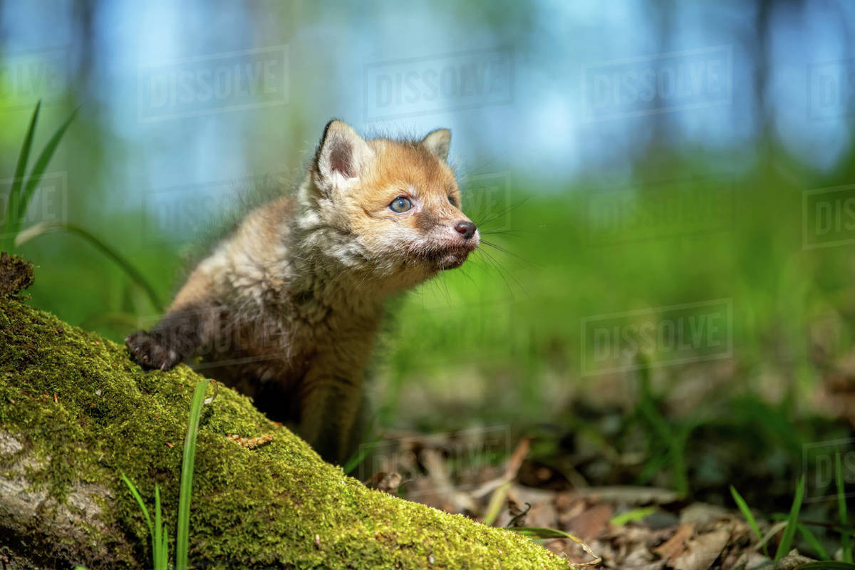 Red fox, vulpes vulpes, small young cub in forest. Cute little wild ...