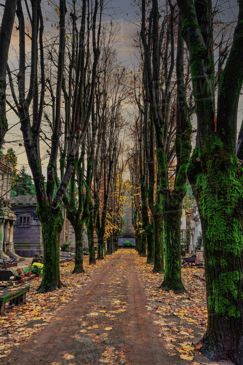 Christian cemetery dirt path with yellow orange fallen leaves from ...