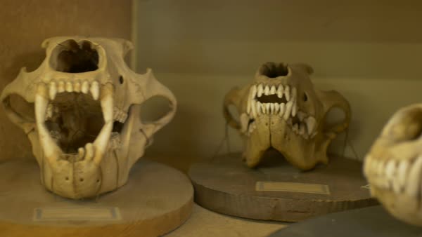 Various carnivorous animals skulls in Zoological laboratory. - Stock ...