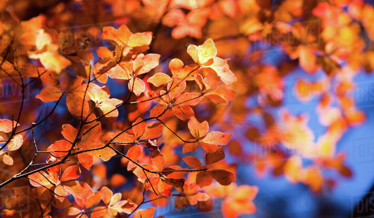 Orange leafs with blue sky in the background, Japan, Asia - Stock Photo ...