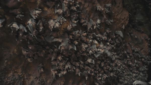 Camera motion inside cave of flying foxes flying in different side in ...