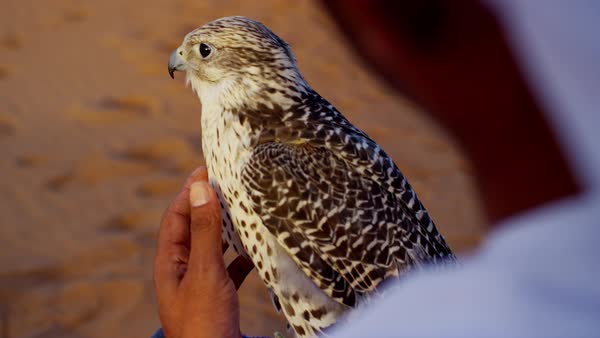 Middle Eastern falconer in desert with his bird of prey - Stock Video ...