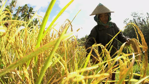 Traditional Indonesian female worker picking rice crop plant from ...