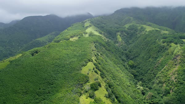 Iao valley State Park a tropical rainforest with lush green foliage ...