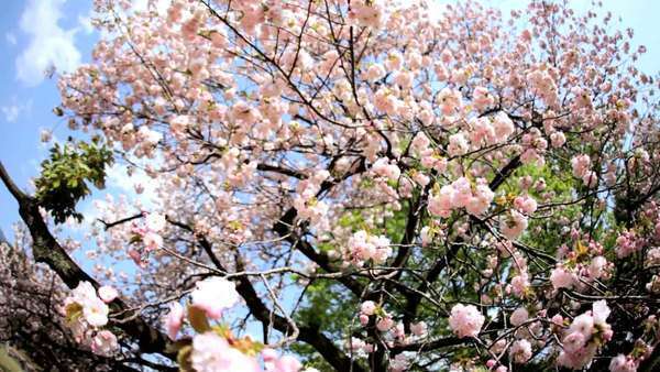 Japanese Tree Cherry Blossom Shinjuku Gyoen Nature Travel Tokyo Japan ...