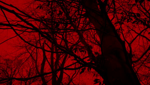 Moving Around Creepy Trees With Red Sky - HD Royalty-free Stock Video ...
