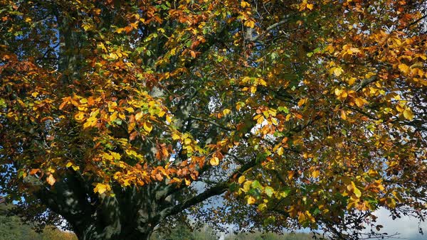 Branches of autumn tree swaying in wind - HD Royalty-free Stock Video ...