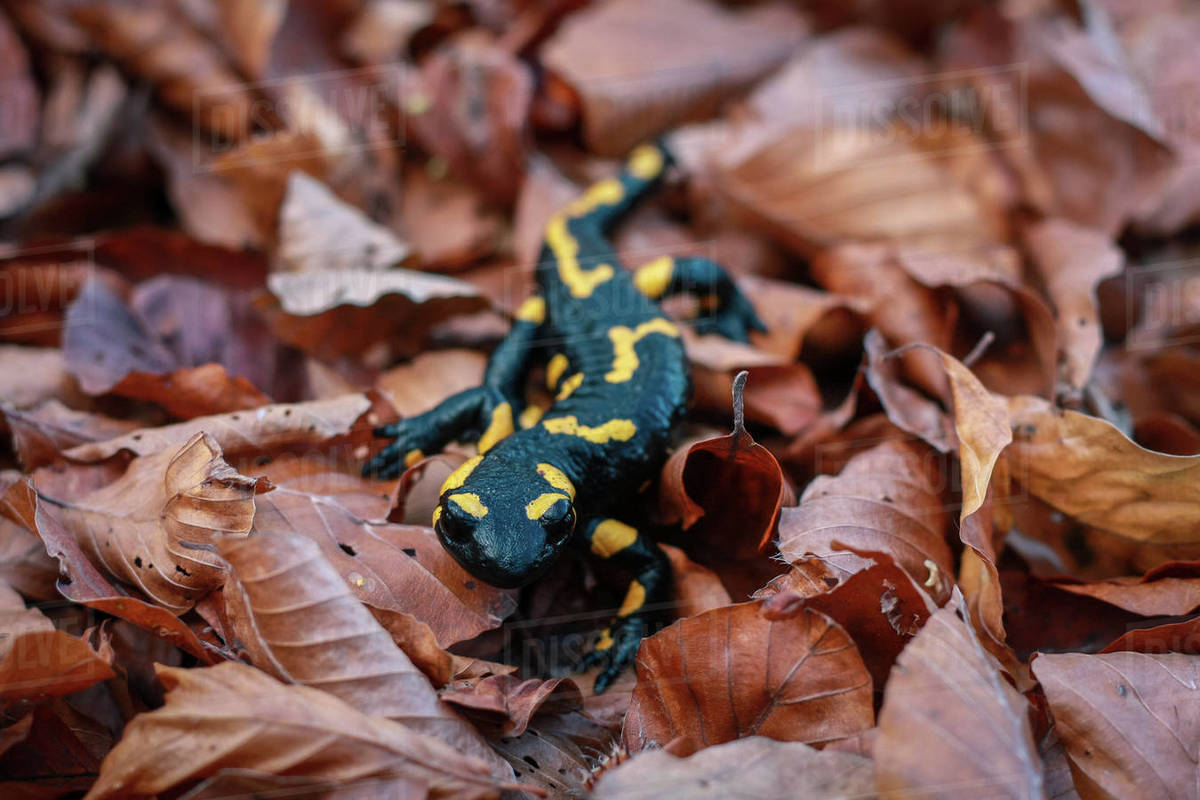 Close up crawling yellow spotted salamander concept photo. Slimy black ...