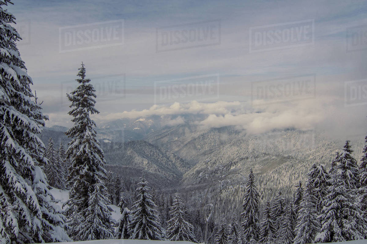 Boundless winter forests landscape photo. Beautiful nature scenery ...