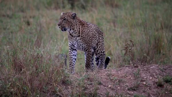 Close up of a leopard climbing up a mound with it's cube behind ...