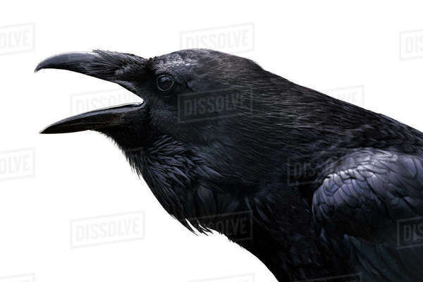 Common Raven isolated on white, corvus corax - Stock Photo - Dissolve