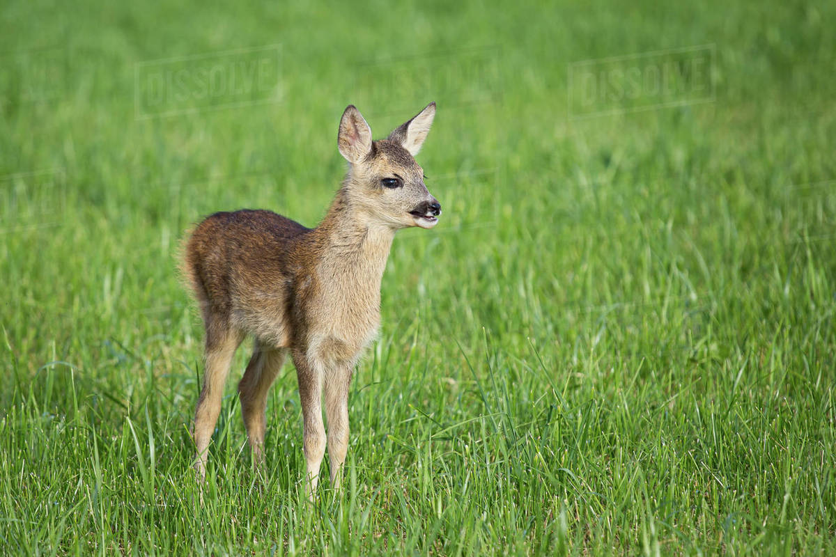 Young wild roe deer in grass, Capreolus capreolus. New born roe deer ...