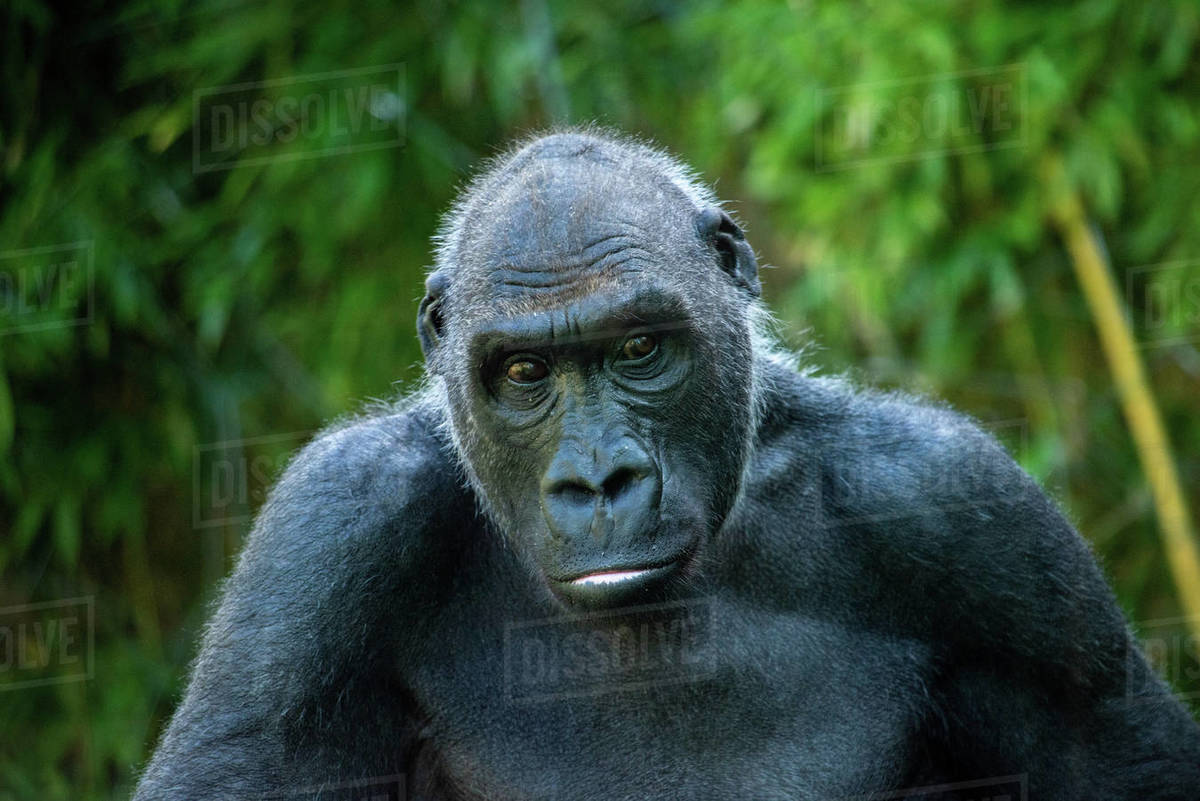 Beautiful Gorilla with a fascinating intelligent expression in the ...