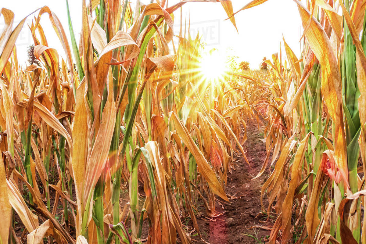 Parched corn field during 2022 summer - Stock Photo - Dissolve