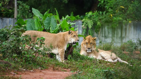 A male liger and female liger mating. - Stock Video Footage - Dissolve