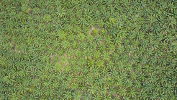 AERIAL, TOP DOWN: Large palm trees create a mesmerizing green pattern ...
