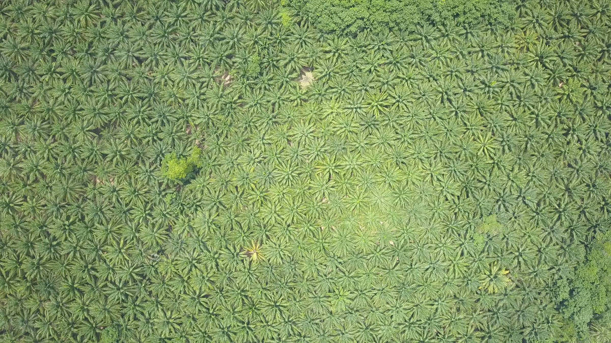 AERIAL, TOP DOWN: Endless lush palm tree plantation spreads across ...