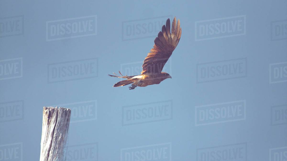 DOF, CLOSE UP: Majestic brown raptor bird standing on wooden pole takes ...