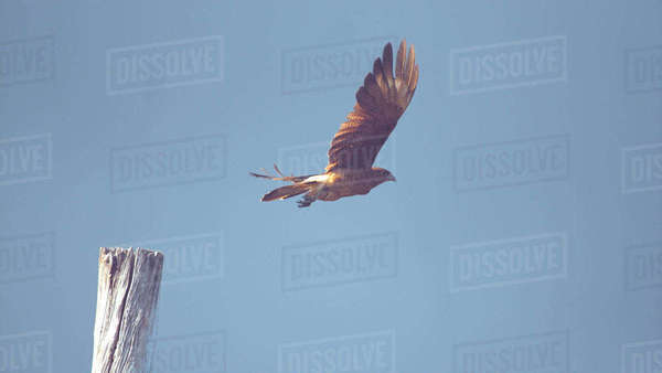 DOF, CLOSE UP: Majestic brown raptor bird standing on wooden pole takes ...
