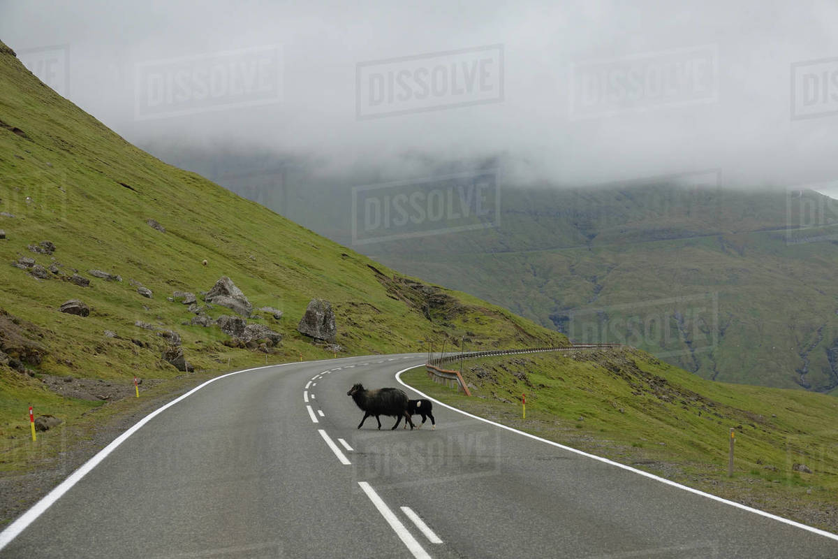 Two black goats cross the asphalt road as they walk up a steep grassy ...