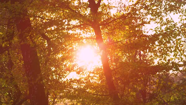 Early autumn morning sun is shining through the turning leaves of a ...
