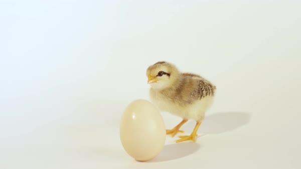 Cute little baby chick waiting for an egg to hatch against the white ...
