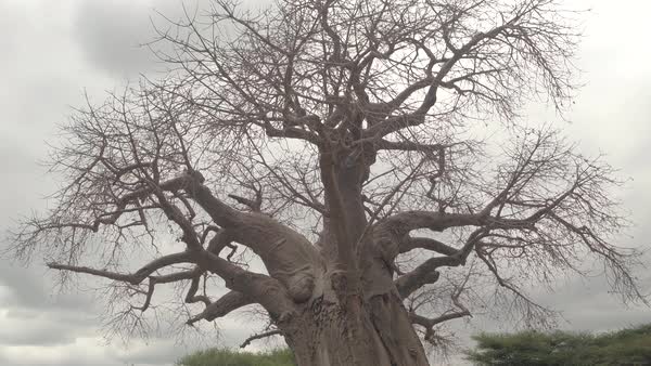 Beautiful baobab canopy without leaves against blue sky on stunning ...