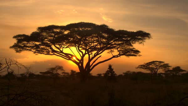 Close up. Stunning silhouetted thorny acacia tree canopy against golden ...