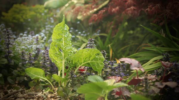 Close up shot of plants in a garden - Stock Video Footage - Dissolve