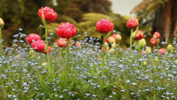 Medium shot of flowers in bloom - HD Rights-managed Stock Video Footage ...