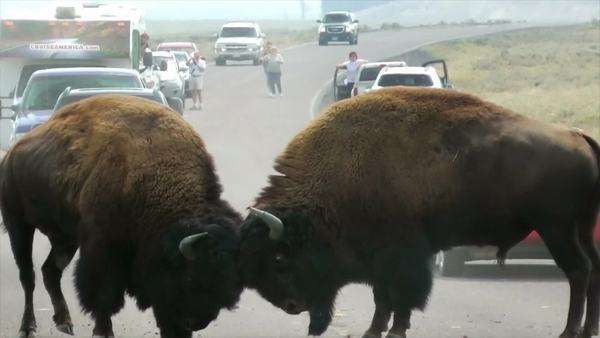 Buffalo fighting for dominance and rutting rights on the road at ...