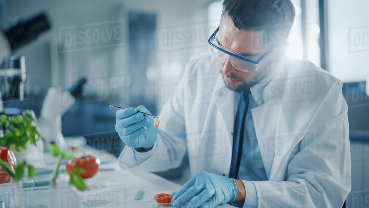 Male Microbiologist in Safety Glasses Examining Tomato's Locular Seed ...
