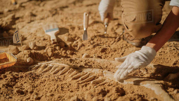 Paleontologist Cleaning Tyrannosaurus Dinosaur Skeleton with Brushes ...