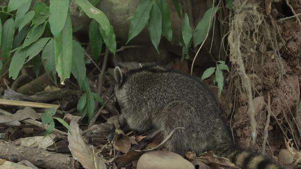Costa Rica, Manuel Antonio State Park, Racoon eating - HD Royalty-free ...