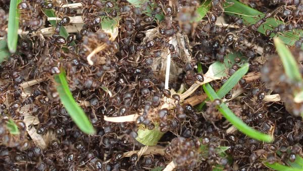 Ant Colony Close Up Slow Motion - Stock Video Footage - Dissolve