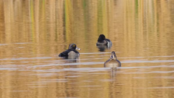 Ring Necked Duck Flapping Wings on Lake Slow Motion - HD Royalty-free ...