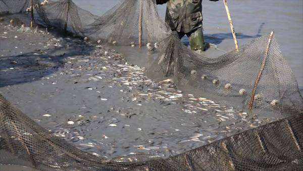 Freshwater fish farming: fish processing - Stock Video Footage - Dissolve