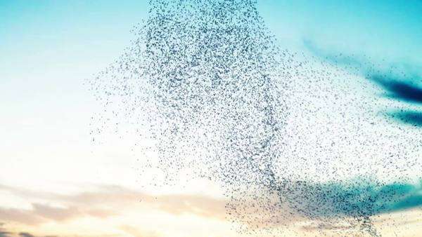 Flock of birds swarming against a sunset sky - Stock Video Footage ...