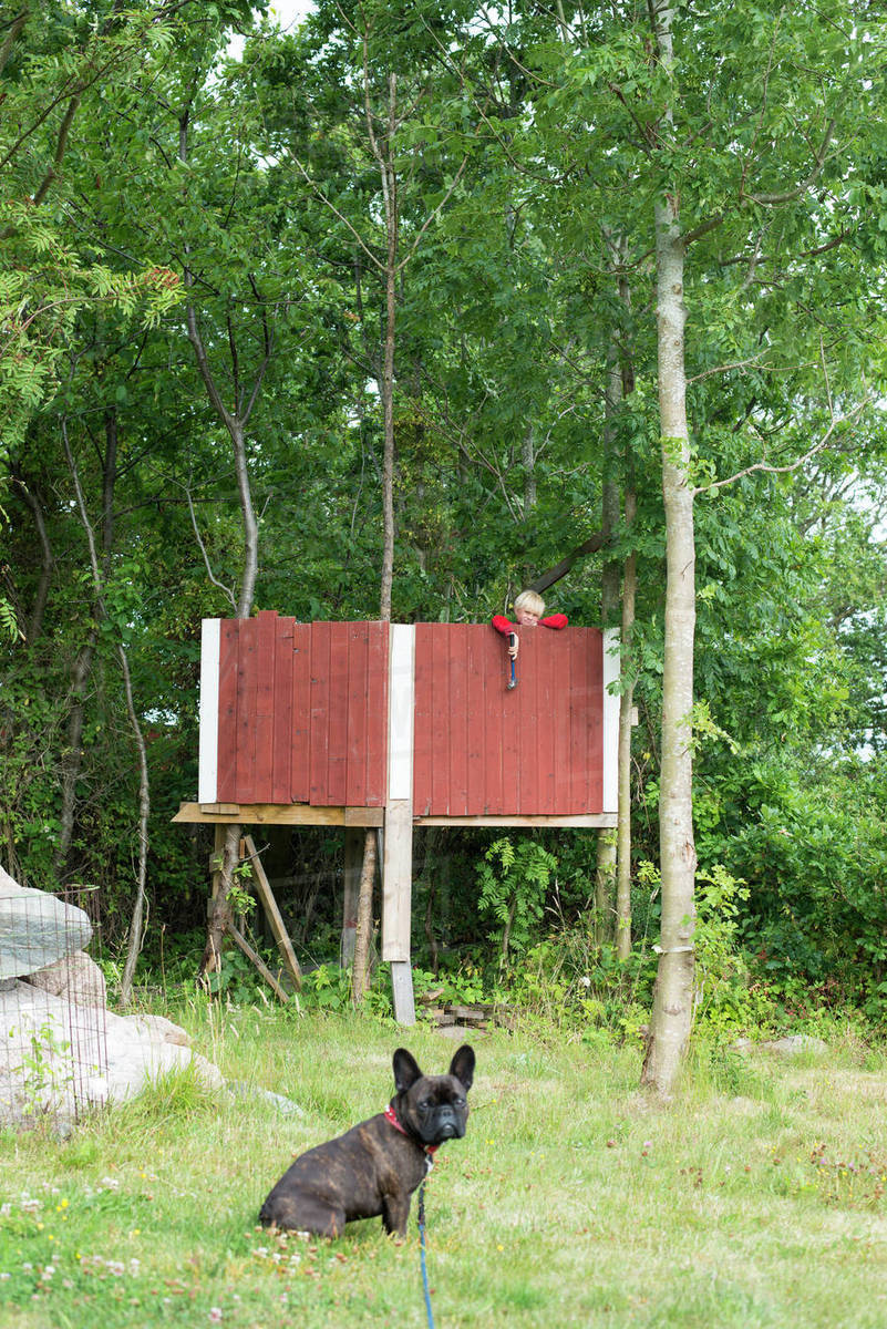 Boy building tree house, dog sitting in foreground - Royalty-free Stock ...