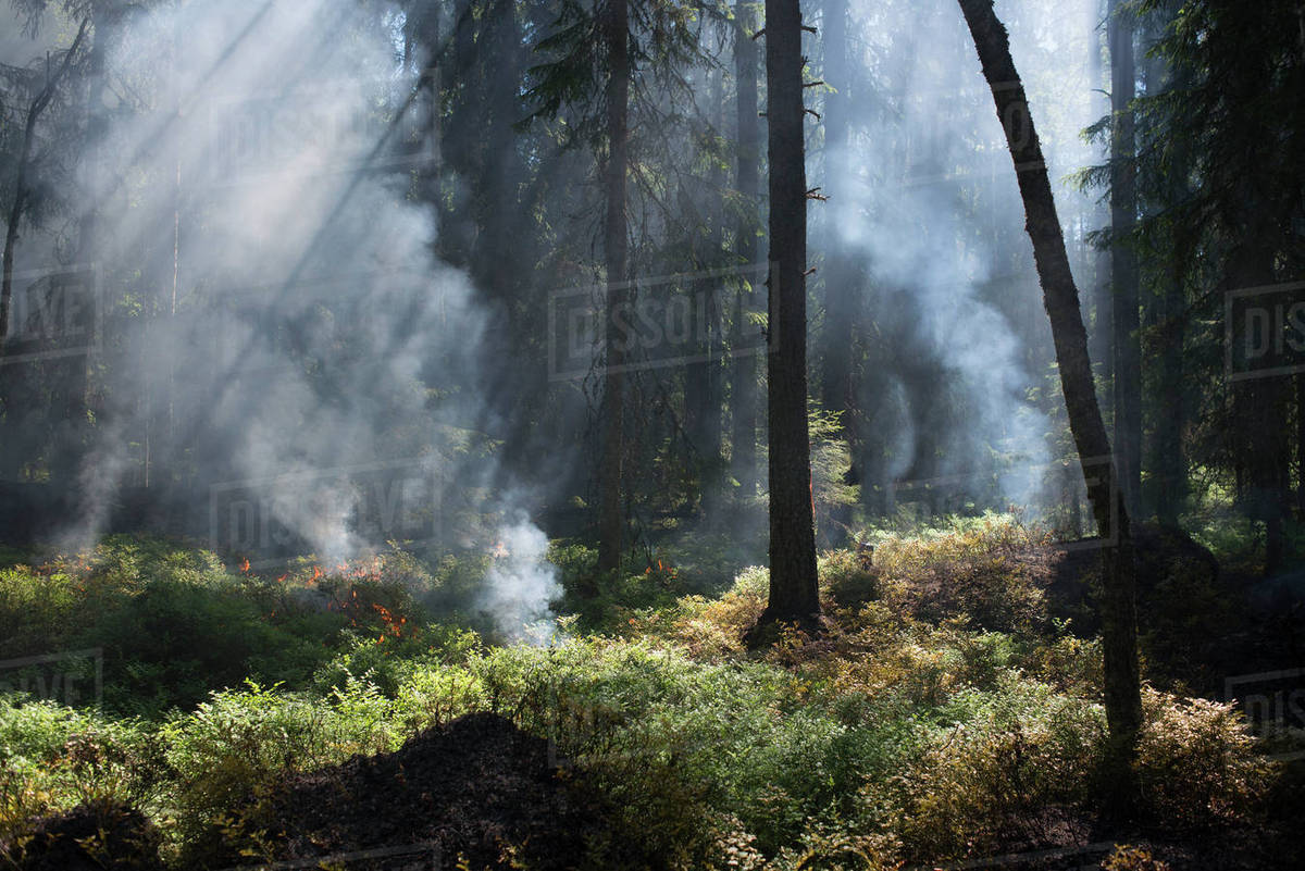 Burning forest in sunlight - Stock Photo - Dissolve
